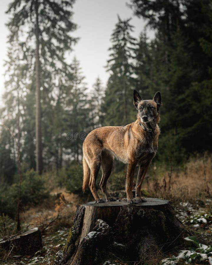 Belgian Malinois on a Tree Stump in Forest Editorial Image - Image of ...