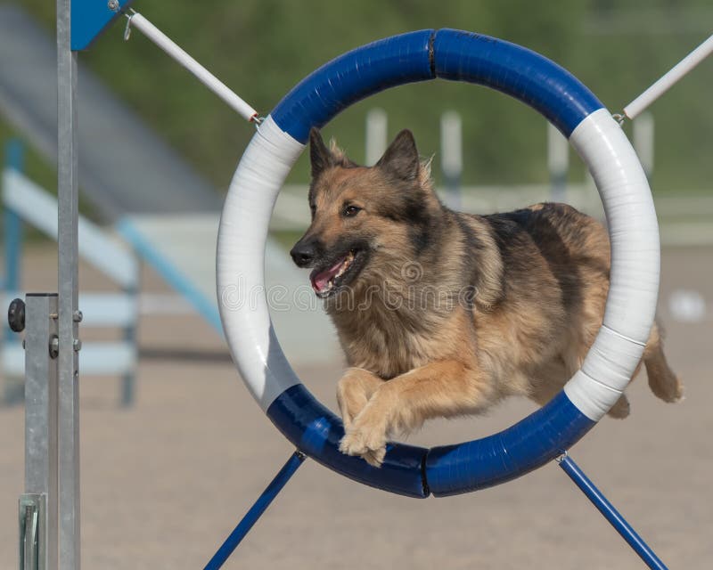 Belgian Sheepdog Tervurenr Jumping through an Agility Ring Stock Image ...