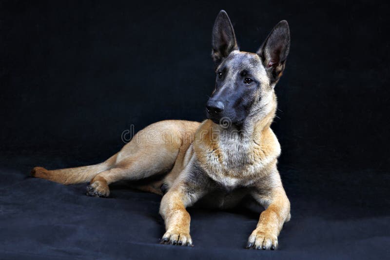 Belgian Shepherd Dog Malinois Isolated On Grey Background, Studi Stock ...