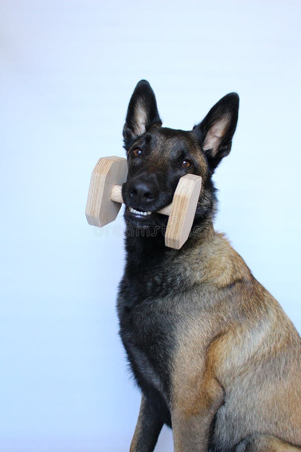 377 Dog Obedience Dumbbell Dog Stock Photos - Free & Royalty-Free Stock ...