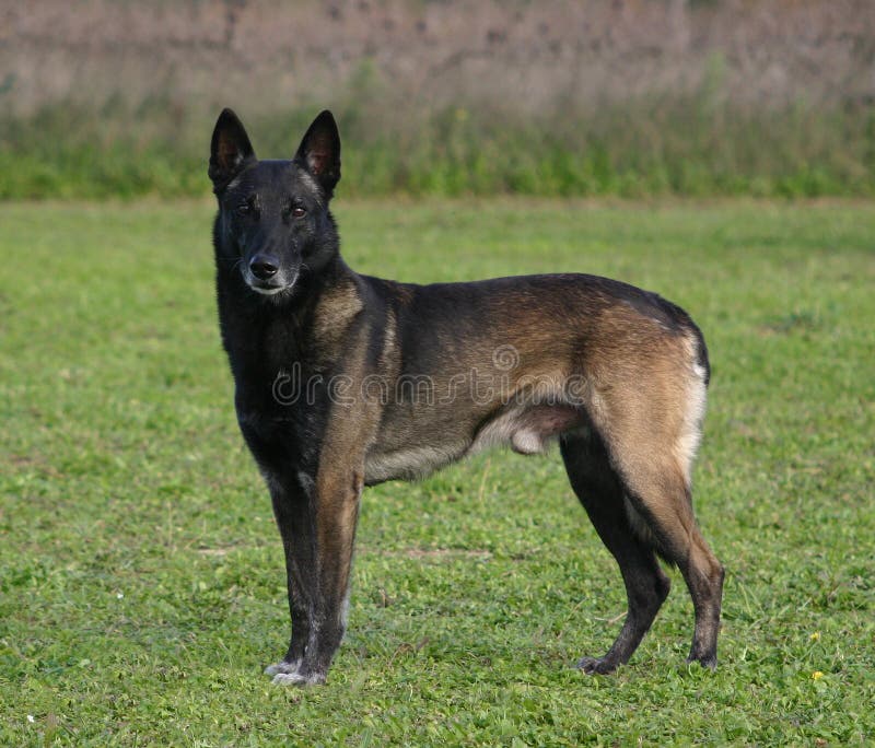 Belgian shepherd on grass stock photo. Image of companion - 1711580