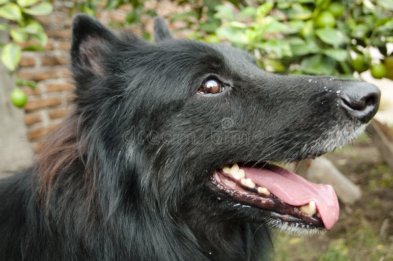 Belgian Shepherd - Groenendael Stock Image - Image of animal, pedigree ... Belgian Shepherd - Groenendael Stock Image - Image of animal, pedigree ...