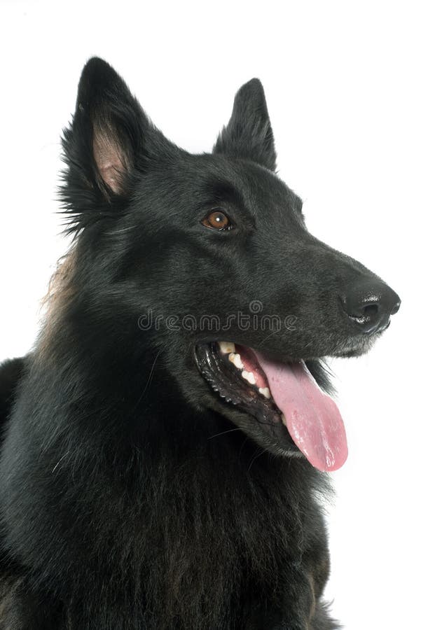 Shepherd Groenendael Stock Photos - Download 227 Royalty Free Photos