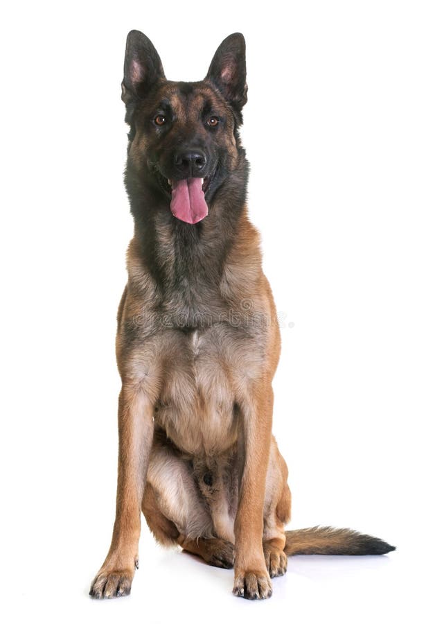 Grey Belgian Malinois