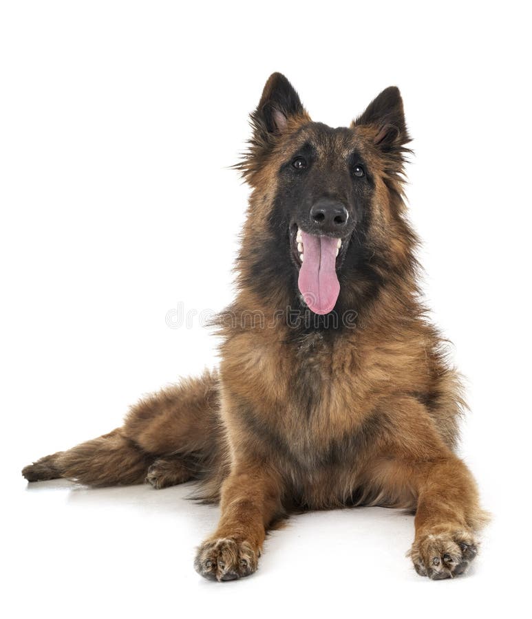 501 Shepherd Tervueren Stock Photos - Free & Royalty-Free Stock Photos ...