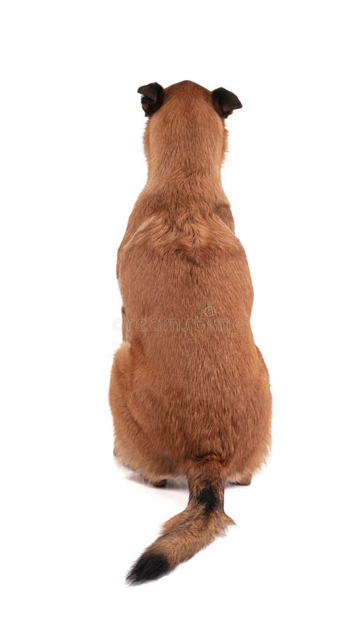 34,286 Back Dog Stock Photos - Free & Royalty-Free Stock Photos from ...