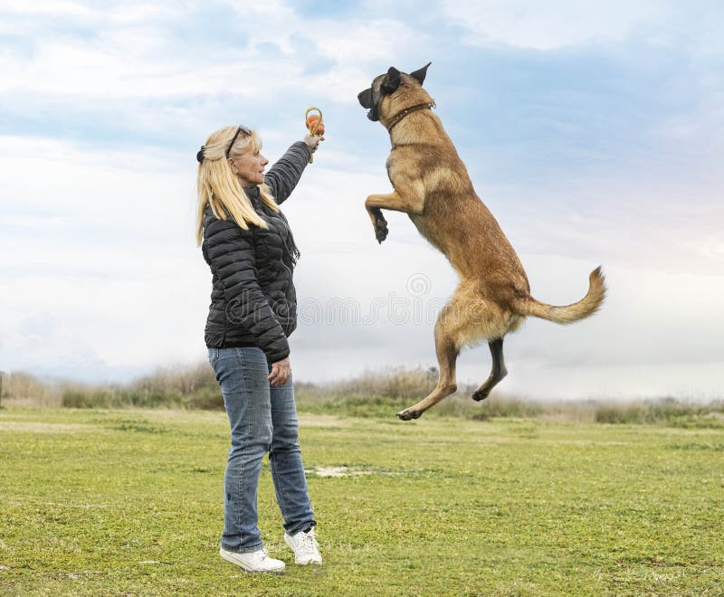 Belgian Shepherd and Woman in Nature Stock Image - Image of malinois, girl: 274538409