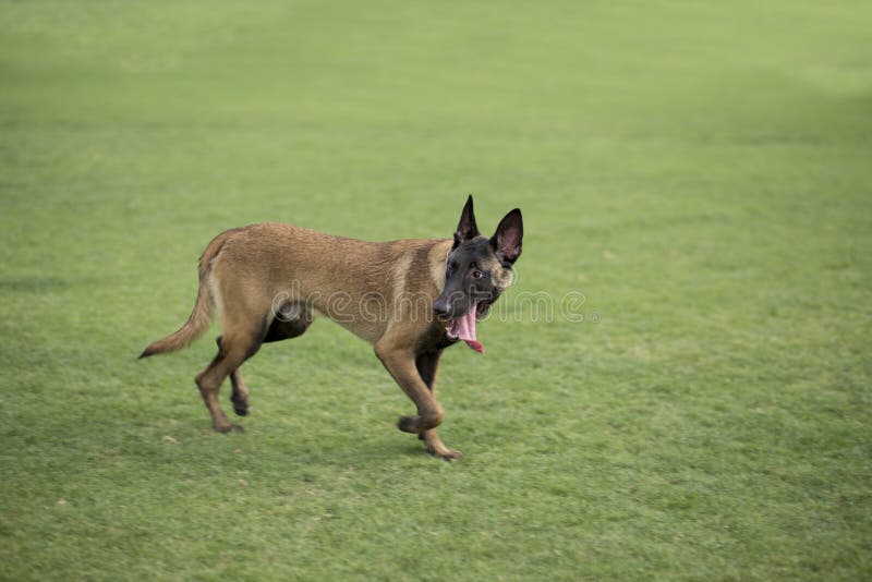 Belgisches Malinois stockfoto. Bild von hunde, sonnenschein - 120006538