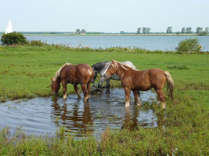 Belgium horses stock photo. Image of fauna, tree, rein - 53384086
