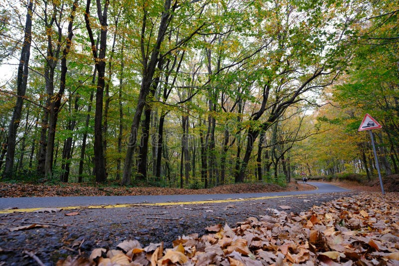 Belgrad Forest stock photo. Image of leaf, belgrad, branch - 262211302