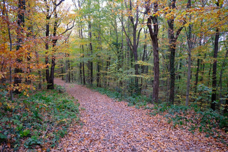 Belgrad Forest stock image. Image of fall, tree, change - 262209885