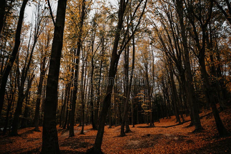 Belgrad Forest, Ä°stanbul Turkey Stock Photo - Image of istanbul ...