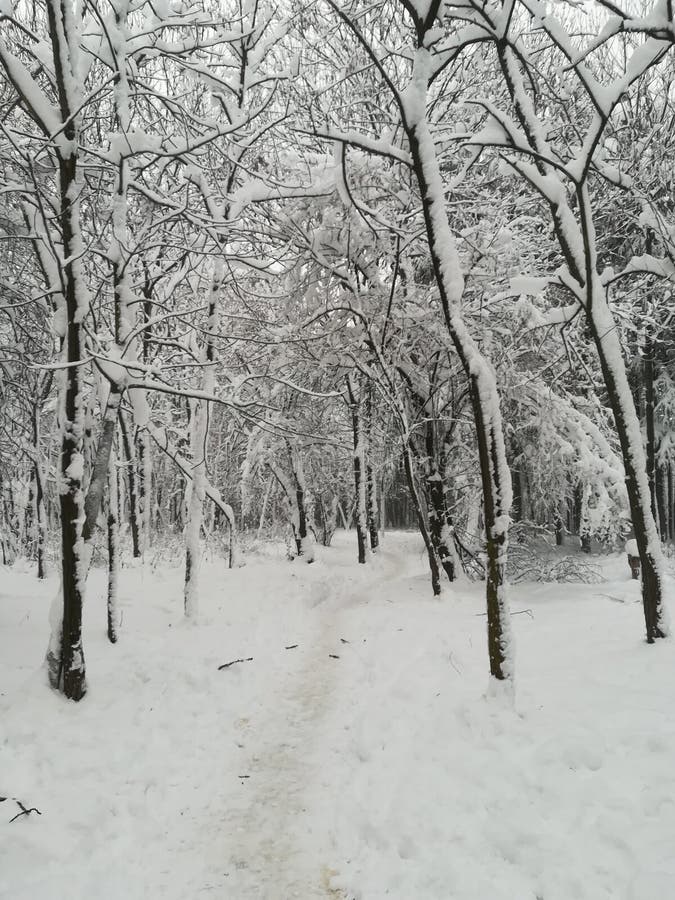 Belgrade Kosutnjak stock photo. Image of forest, snow - 134598472