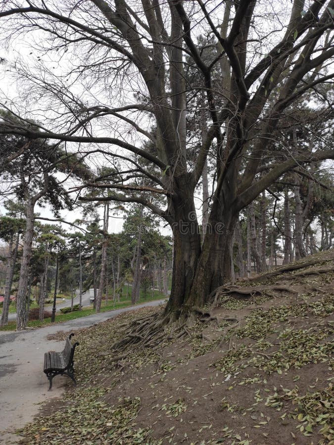 Belgrade Serbia Kalemegdan Park Old Tree and Bench Stock Image - Image ...