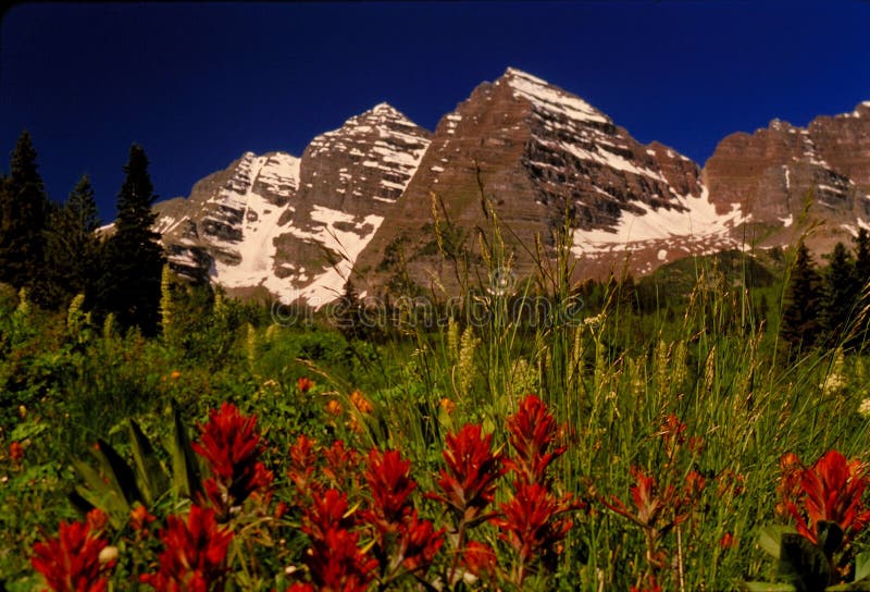 Belhi marrone rossiccio fotografia stock. Immagine di ecosistema - 4278876