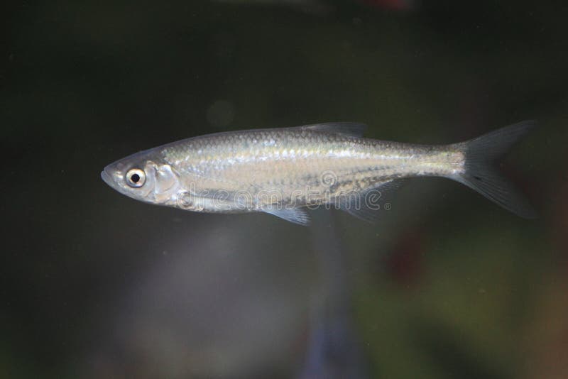 Belica immagine stock. Immagine di acqua, galleggiante - 37869417