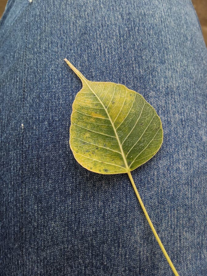 Believe in the Beauty of Nature Stock Photo - Image of believe, leave ...