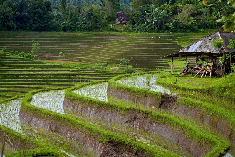 Belimbing, Bali, Indonesien Stockfoto - Bild von landschaft, wachsen ...