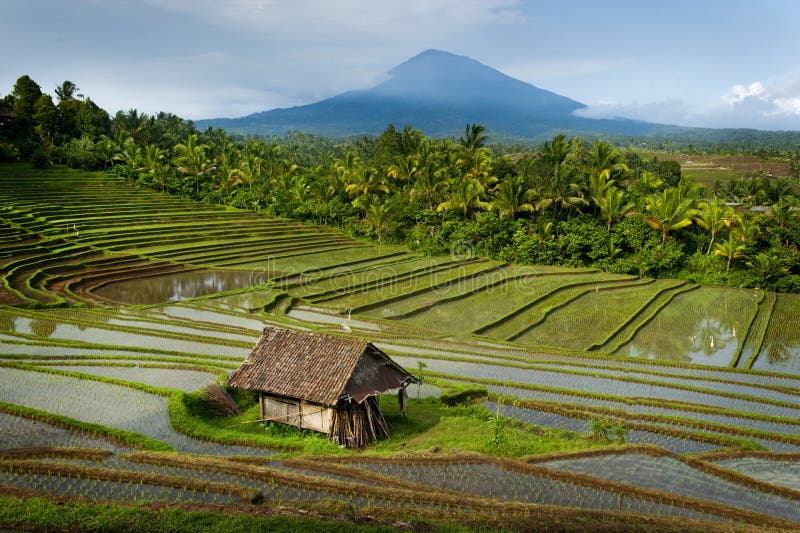 Belimbing, Bali, Indonesien Stockfoto - Bild von landschaft, wachsen ...