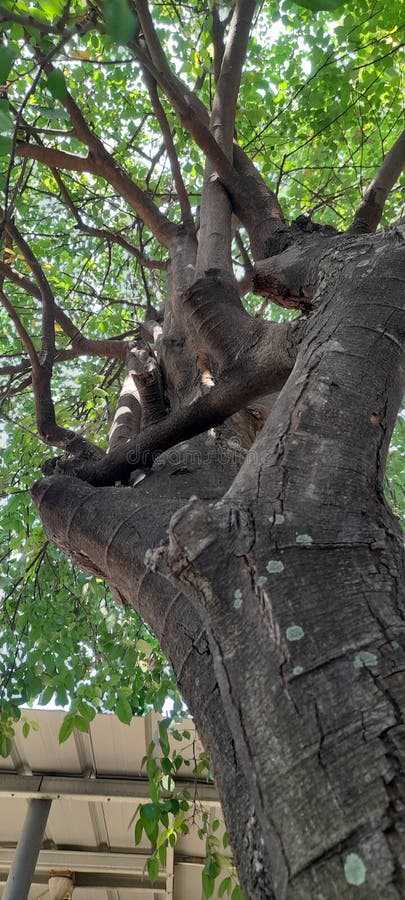 Belimbing Tree from Indonesian Forest Garden Stock Image - Image of ...