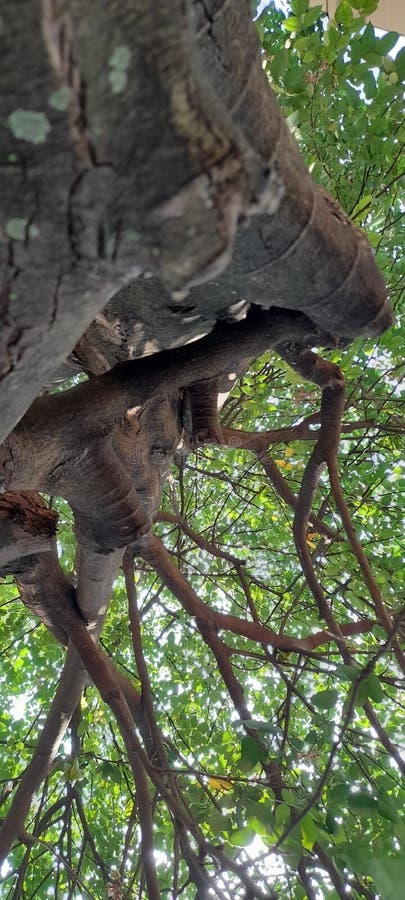 Belimbing Tree from Indonesian Forest Garden Stock Photo - Image of ...