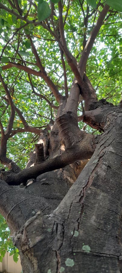 Belimbing Tree from Indonesian Forest Garden Stock Photo - Image of ...