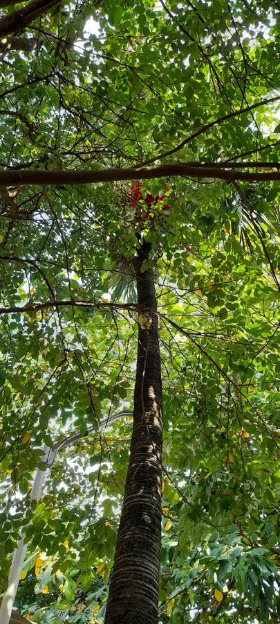 Belimbing Tree from Indonesian Forest Garden Stock Photo - Image of ...