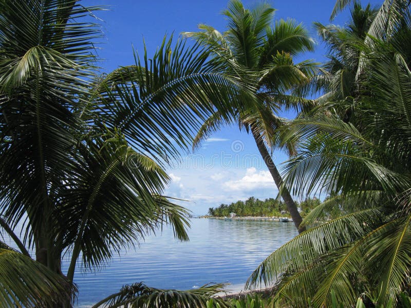 Belize Cayes Palm trees stock photo. Image of america - 9143212