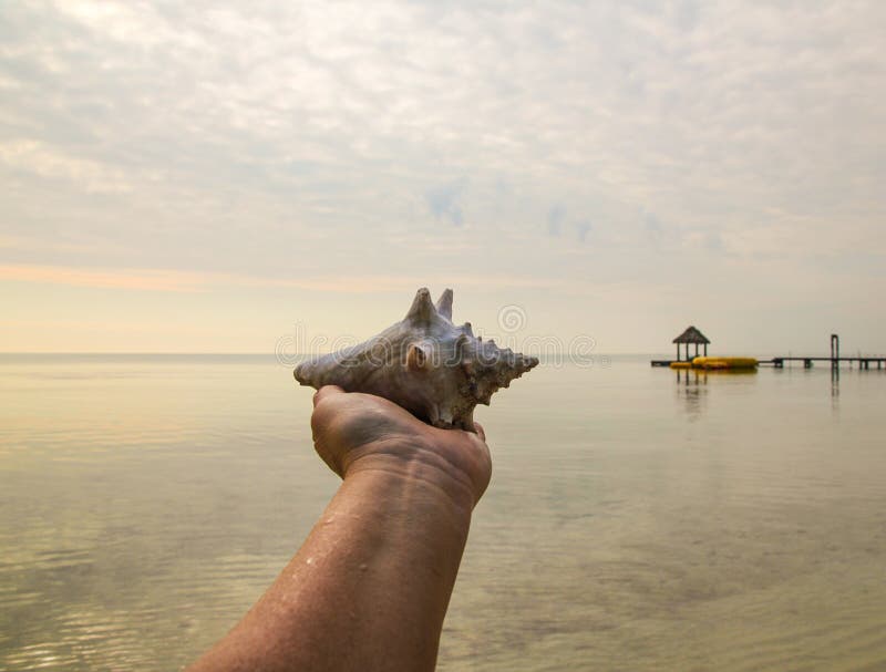 Belize Conch on Hand stock image. Image of outside, hand - 51368187