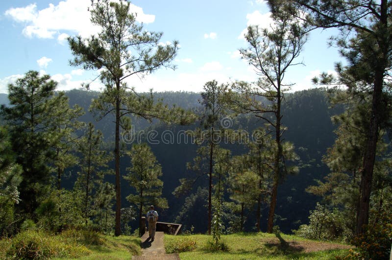 Belize Mountain Pine Ridge Forest Reserve Stock Photo - Image of travel ...