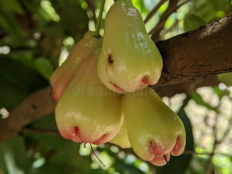 Bell Apple Rose Fruit on the Tree Stock Image - Image of fruit ...