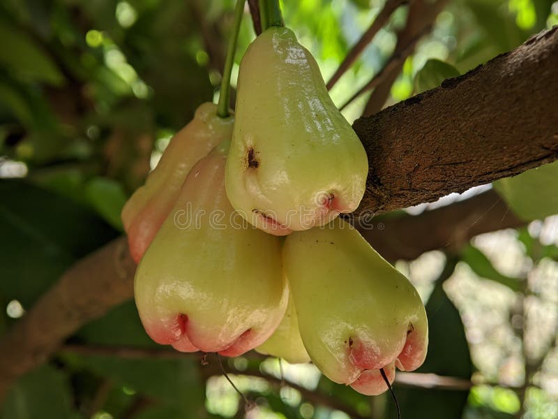 Bell Apple Rose Fruit on the Tree Stock Image - Image of branch ...