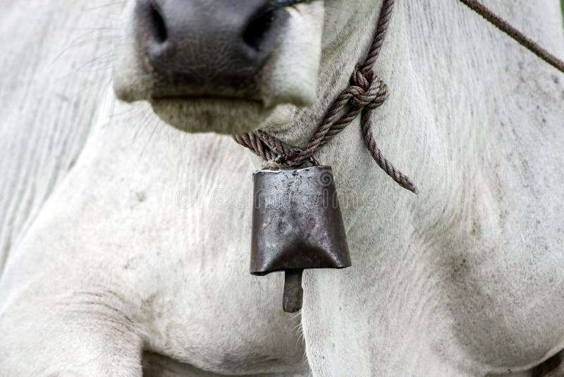 Bell En El Cuello De La Vaca Imagen de archivo - Imagen de animal ...