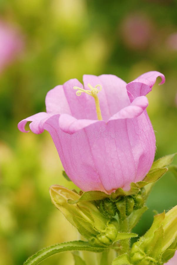 Bell flower stock image. Image of england, purple, delicate - 19202311