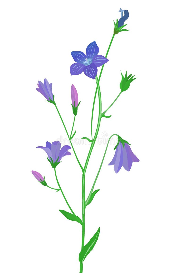 Bell Flower Stock Illustrations – 40,890 Bell Flower Stock ...