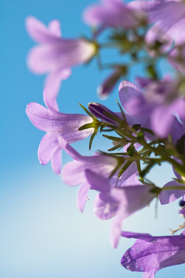 Bell-flower On A Background Of The Blue Sky Stock Image - Image of ...