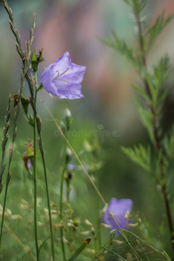 Bell Flower on a Background of Blurred Grass in the Field Stock Image ...
