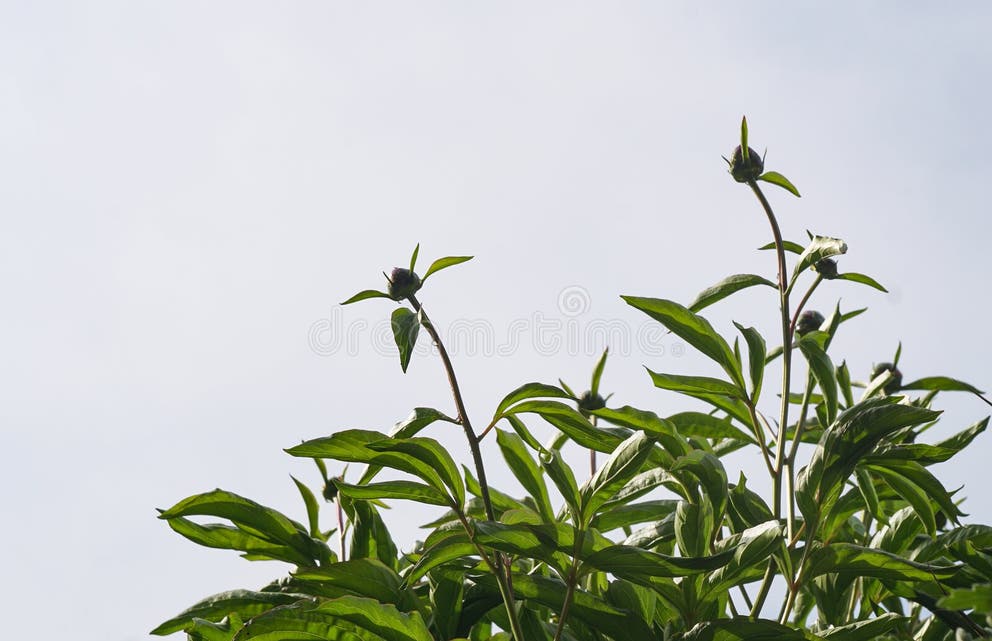Bell flower buds stock image. Image of garden, green - 247763177