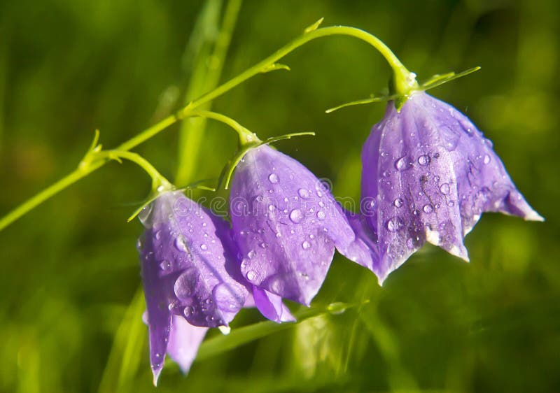 Campanula Patula or Spreading Bellflower on Green Blurred Background ...
