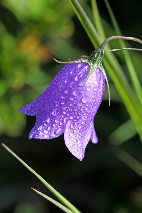 Bell-flower with Drops; Campanula Scheuchzeri Stock Photo - Image of ...
