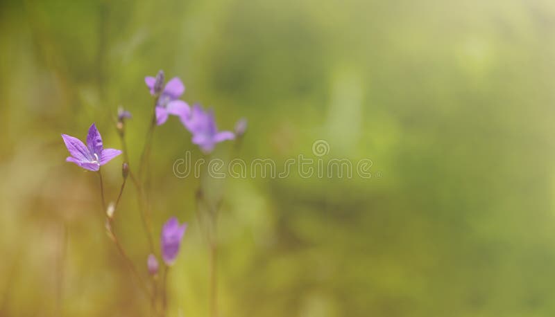The Bell Flower Grows in the Field in the Rays of the Sun Stock Image ...