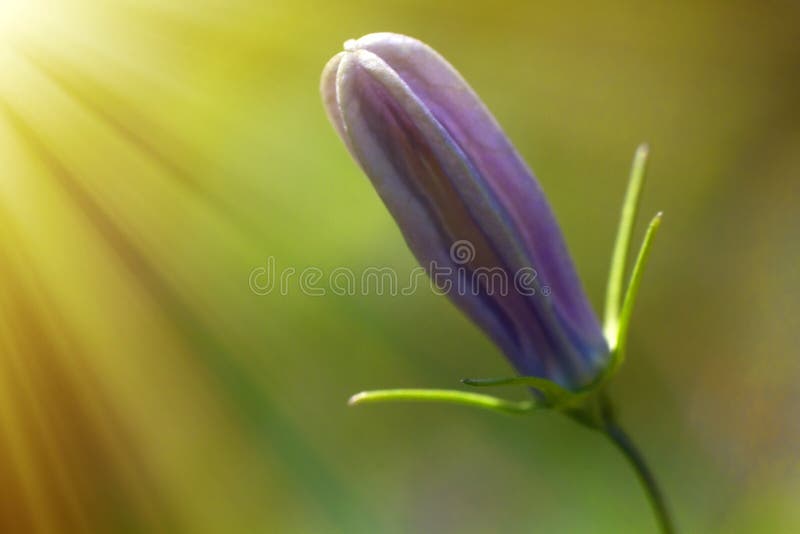 Bell Flower Opens Towards the Sun Stock Image - Image of decoration ...