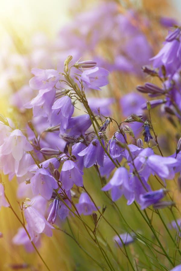 Bell Flower Opens Towards the Sun Stock Photo - Image of aesthetics ...