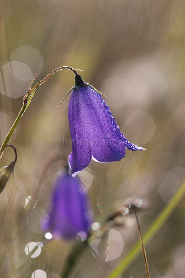 Bell flower stock image. Image of natural, bell, bluebell - 42170833