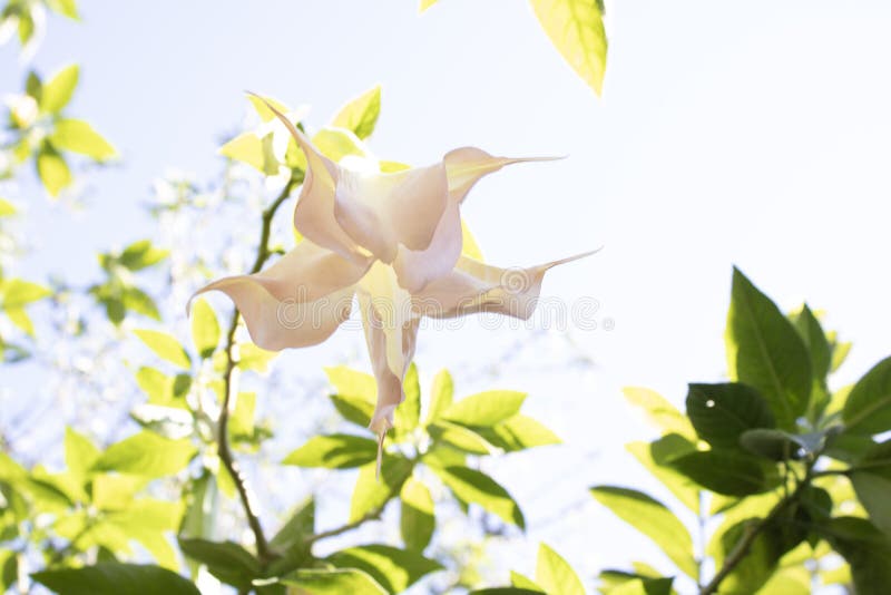 Soaking up the Rays stock photo. Image of enjoying, birds - 72456282