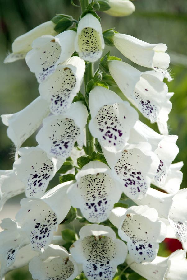 Bell Flowers stock image. Image of nature, bells, white - 467421