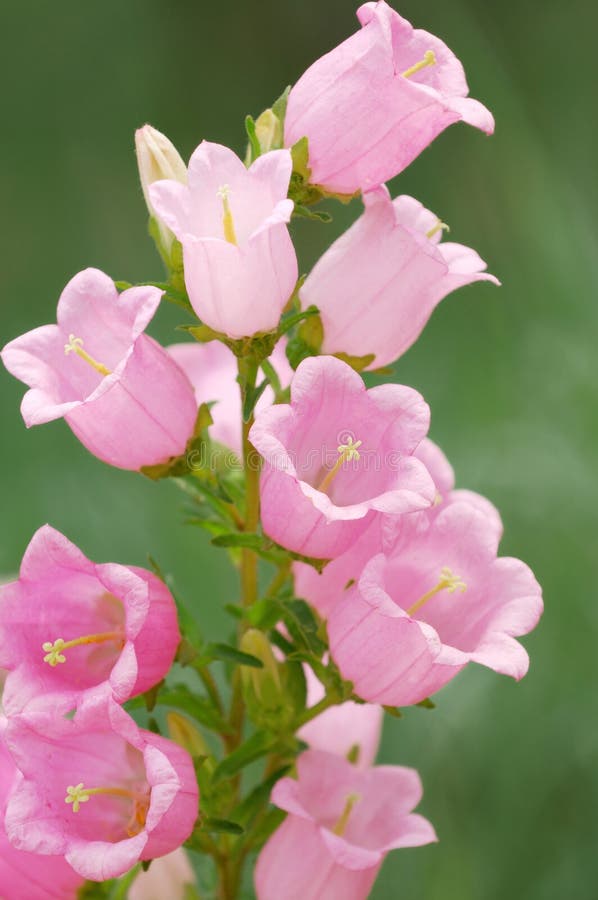 Bell flowers stock image. Image of purple, space, ovate - 6654619