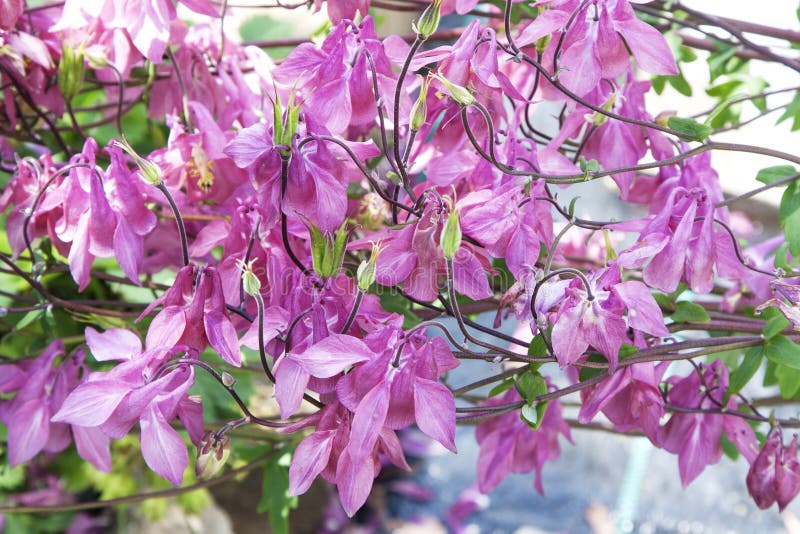 Bell-flowers stock photo. Image of summer, bluebell, campanula - 59941358