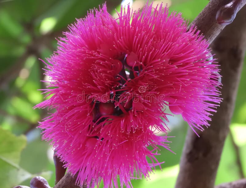 Bell Fruit Flower Pink Close Up High Quality Stock Image - Image of ...