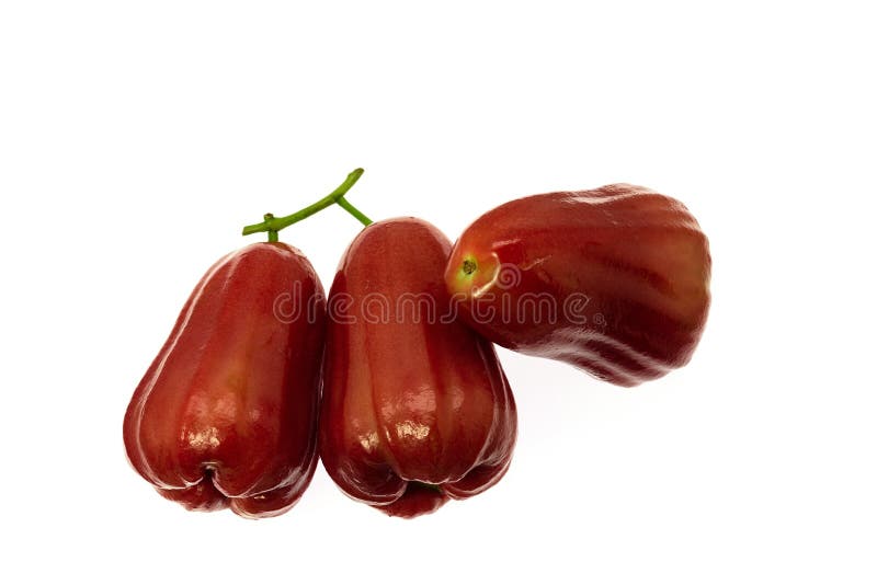 Bell fruit or rose apple stock image. Image of sweet - 52343251